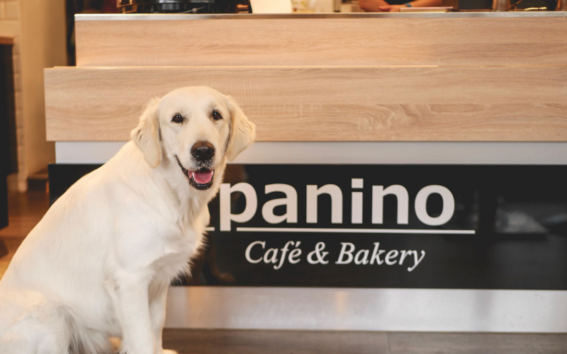 Panino Café & Bakery - Kutyabarát életmód magazin - Együtt mindenhová