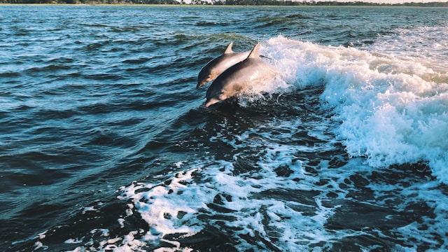 Miért a palackorrú delfin az egyik legintelligensebb állat a Földön ...